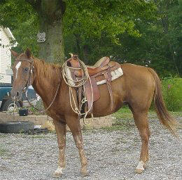 Coufal Ranch Quarter Horses - For Sale Page 2